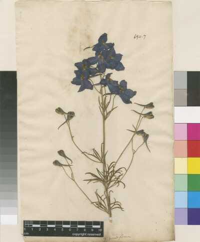 Carl Linnaeus's Note-Taking Innovations - by Jillian Hess