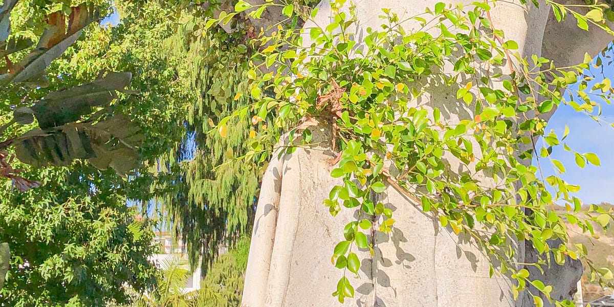 know thyself - by Lily Liu - Archive (2022)