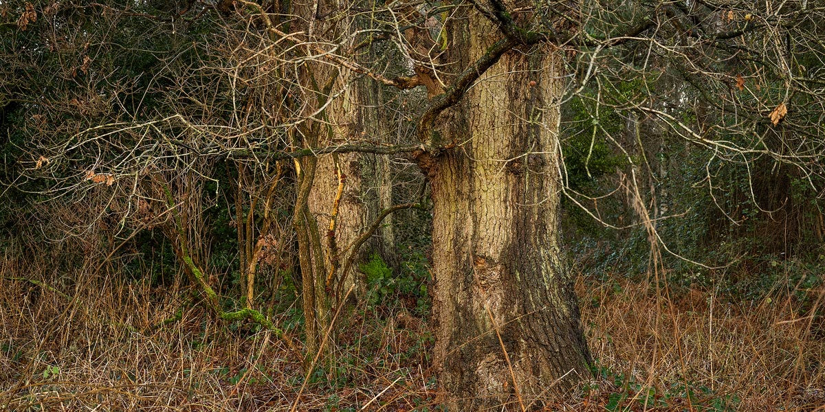 Pigney's Wood - by Jon Gibbs - Jon’s Substack