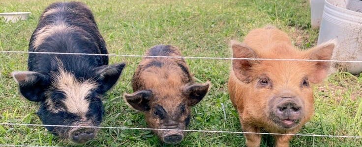 Concentrated Animal Feeding Operation (CAFO)