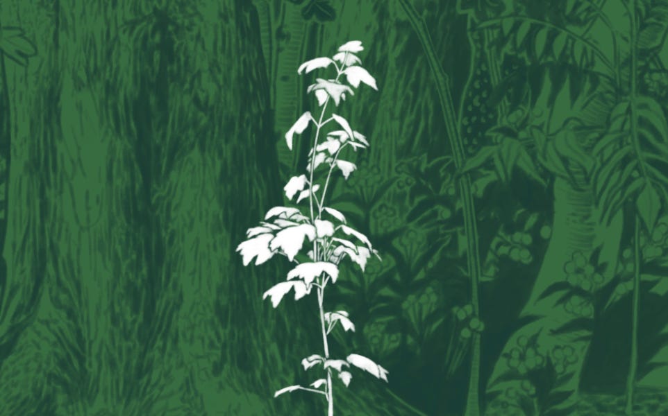 Laurel Thatcher Ulrich: Lusterware - Faith Matters