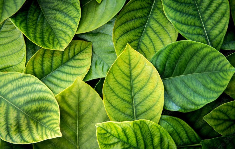 green. - by Emily DeJarnett - Emily’s Substack