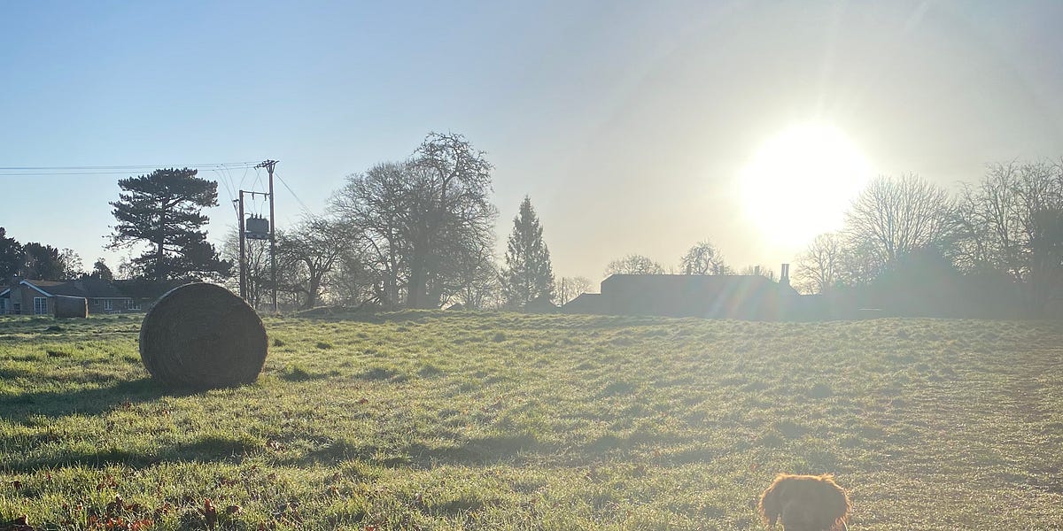 The Bull Field - by Bel Jackson Prow - The Adventure Path