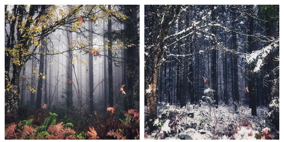 The Substack Symbiocene - by Kimberly Warner - Unfixed