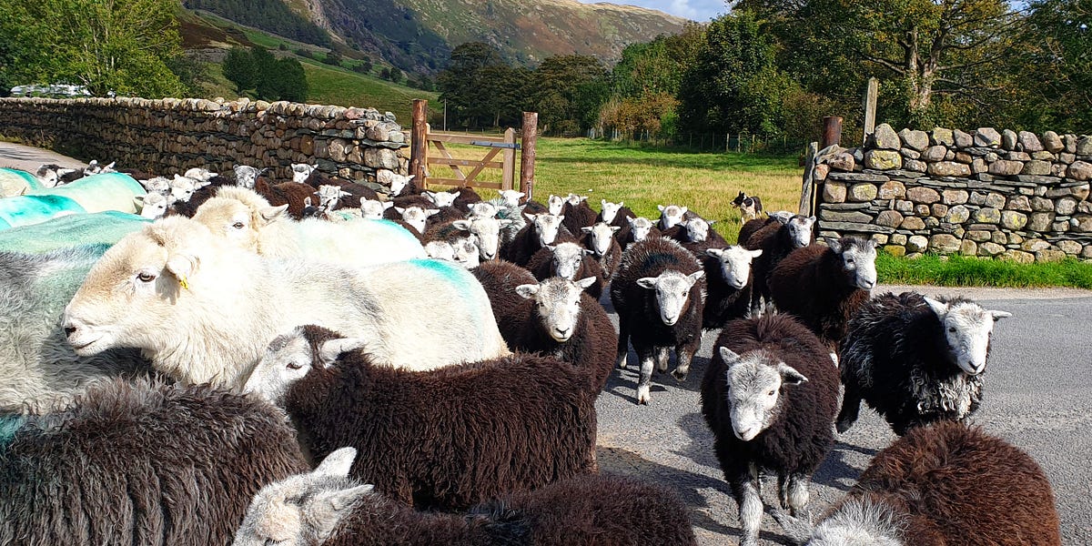 The Cumbrian Art of Counting Sheep - by Lindsay