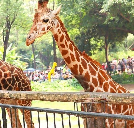 How Ethical Is It to Keep Animals In Zoos? - by All For One