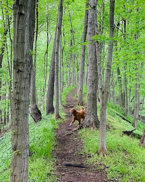 APRIL - by JD Green - JD’s Substack