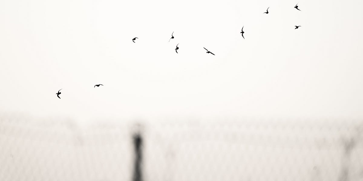 Does Freedom Exist? - by Jo Delacourt - Magic of Momentum