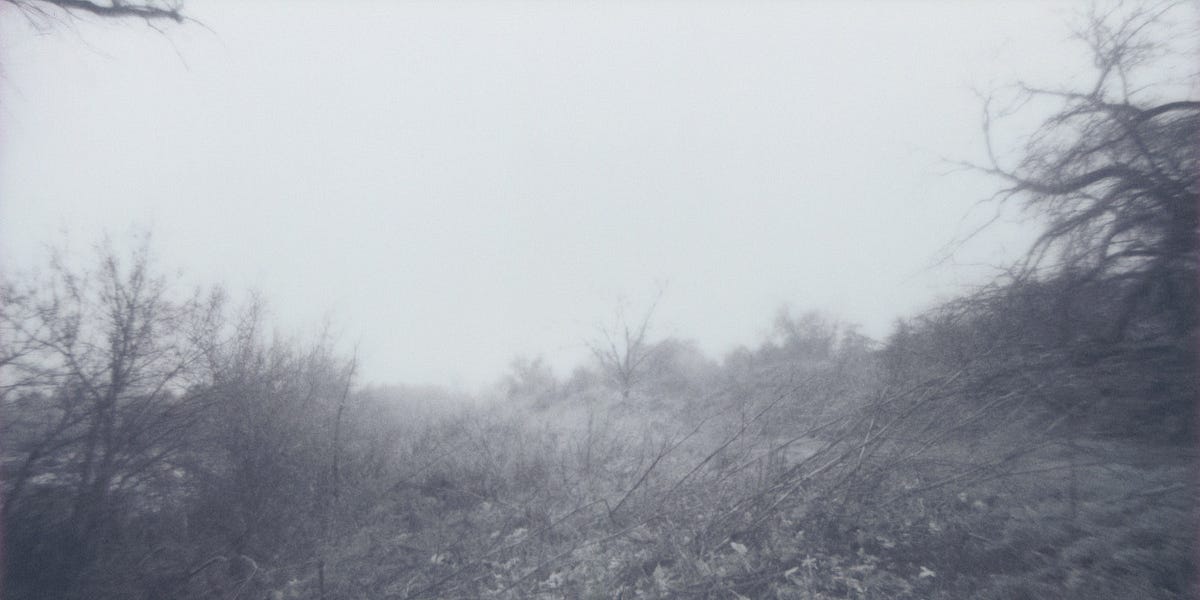 “Woodland” series - John Brian King's Photography