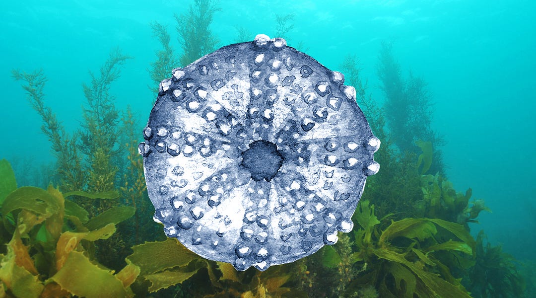 How Overfishing Became a Conservation Strategy in Australia