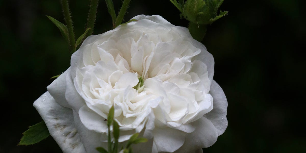 Flowering passions - by deborah vass - still sketching