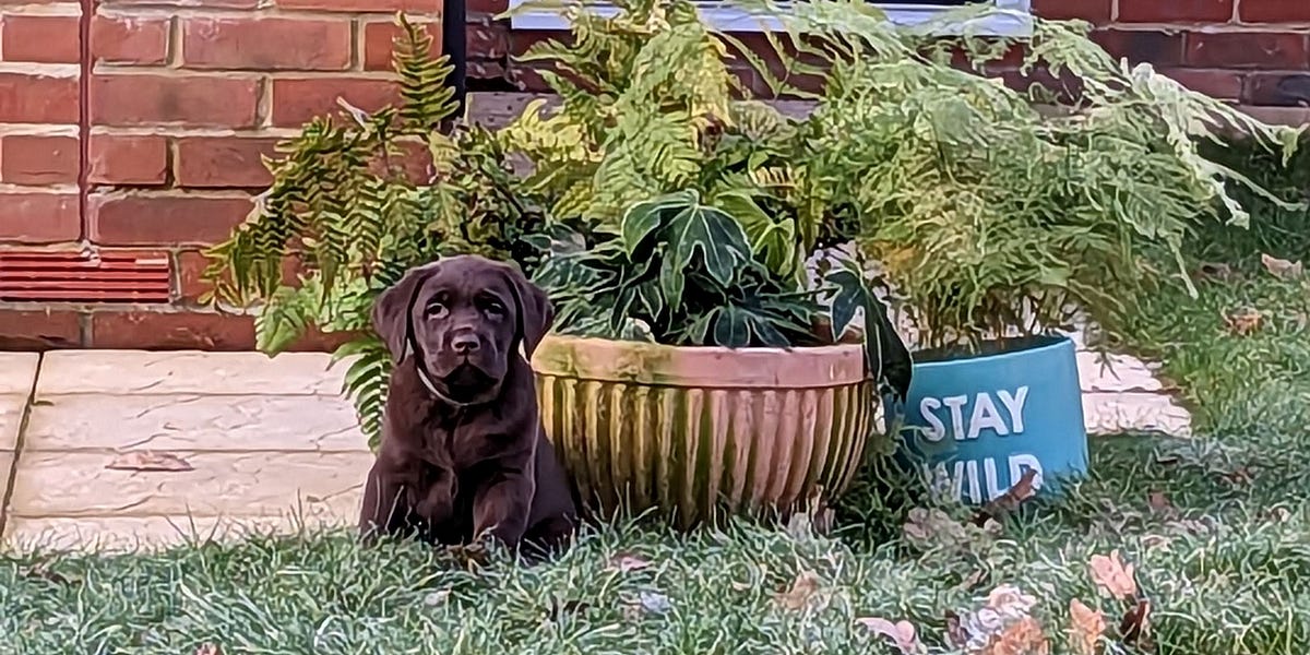 Orgânica - by Heloisa Righetto - Relatos selvagens