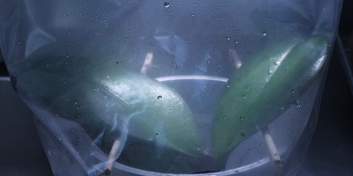 Orchid Hospital - by Rosie Whinray - Dear Magician