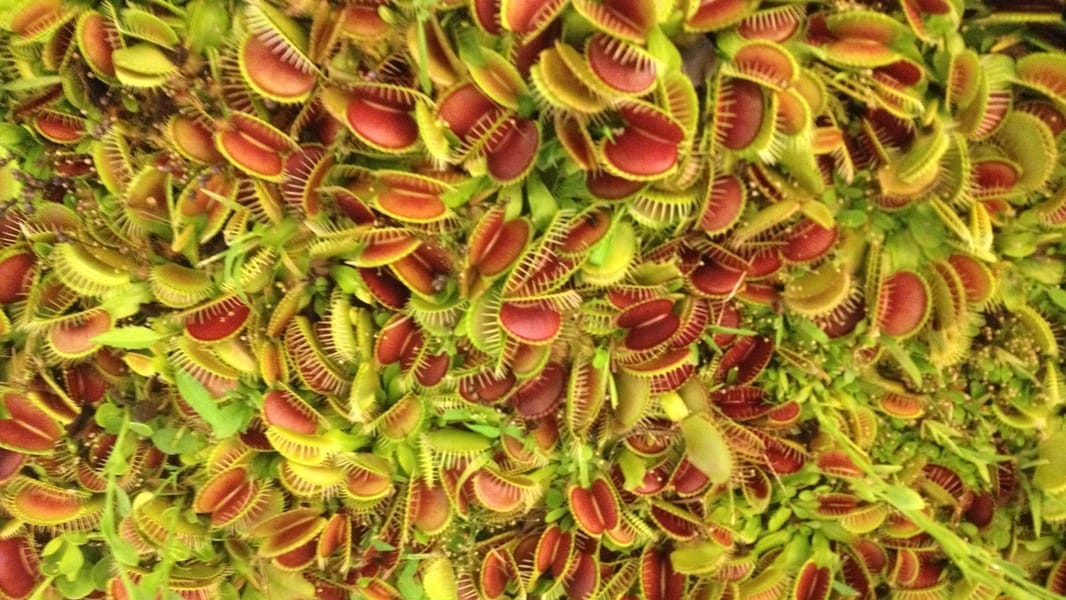 GROWING DIONAEA MUSCIPULA - by Dan DiPietro