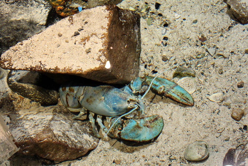 Dynamic electricity pricing gets teeth; and why lobsters love offshore ...