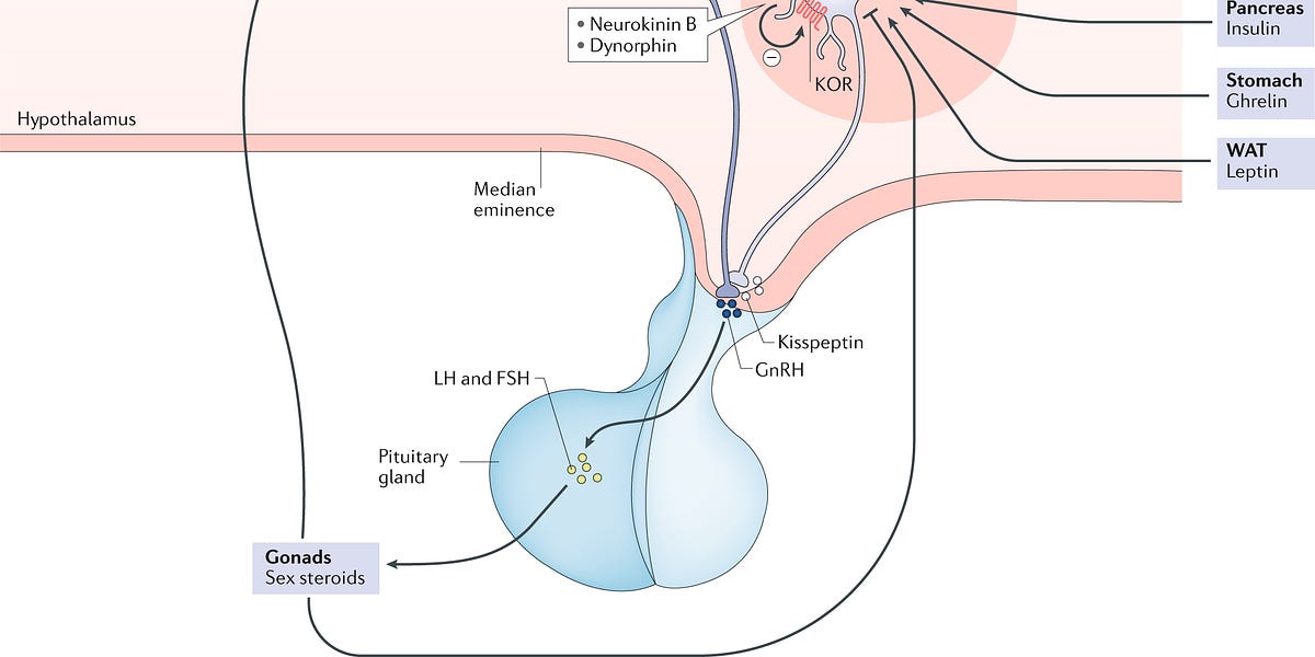 Make your LH more effective - Hans' Substack