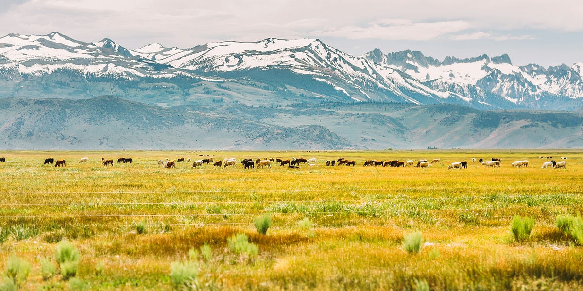 The Truth About Grass-Fed Beef - UNWON