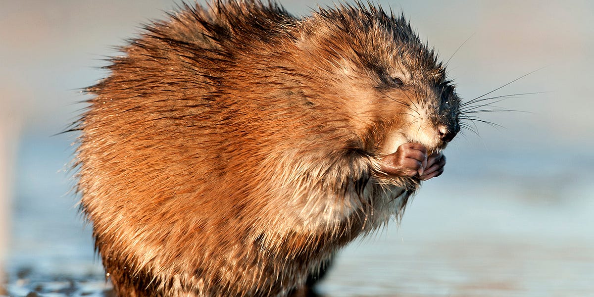 Survival Series Part Two - Clay Bowers' Substack