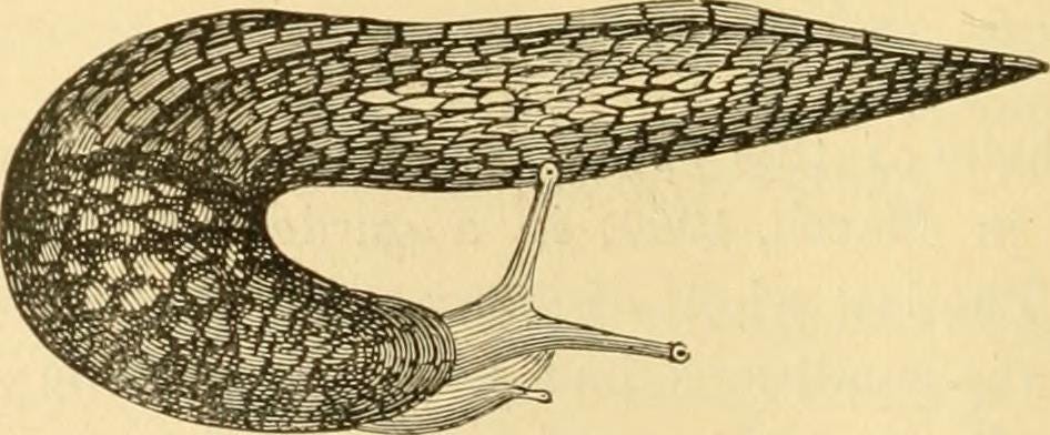 Slug mode, and a call for pitches - by Jessica McKenzie