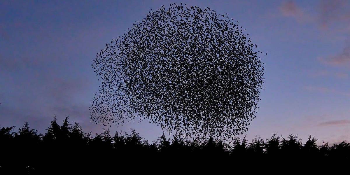 Hedgehogs in the sky! - by Hugh Warwick - Hugh’s Substack