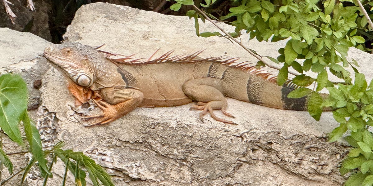 The Looming Lizard Crisis - Dave Barry’s Substack