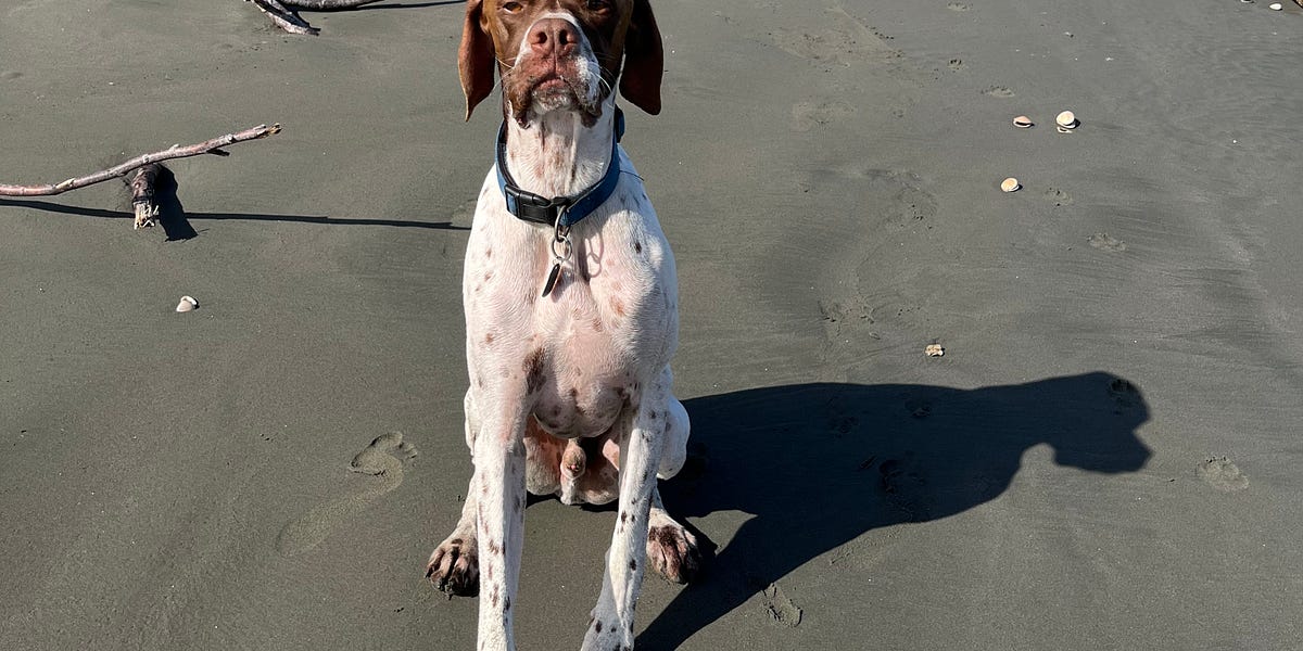 Cortisol and learning - by Bevan Holloway