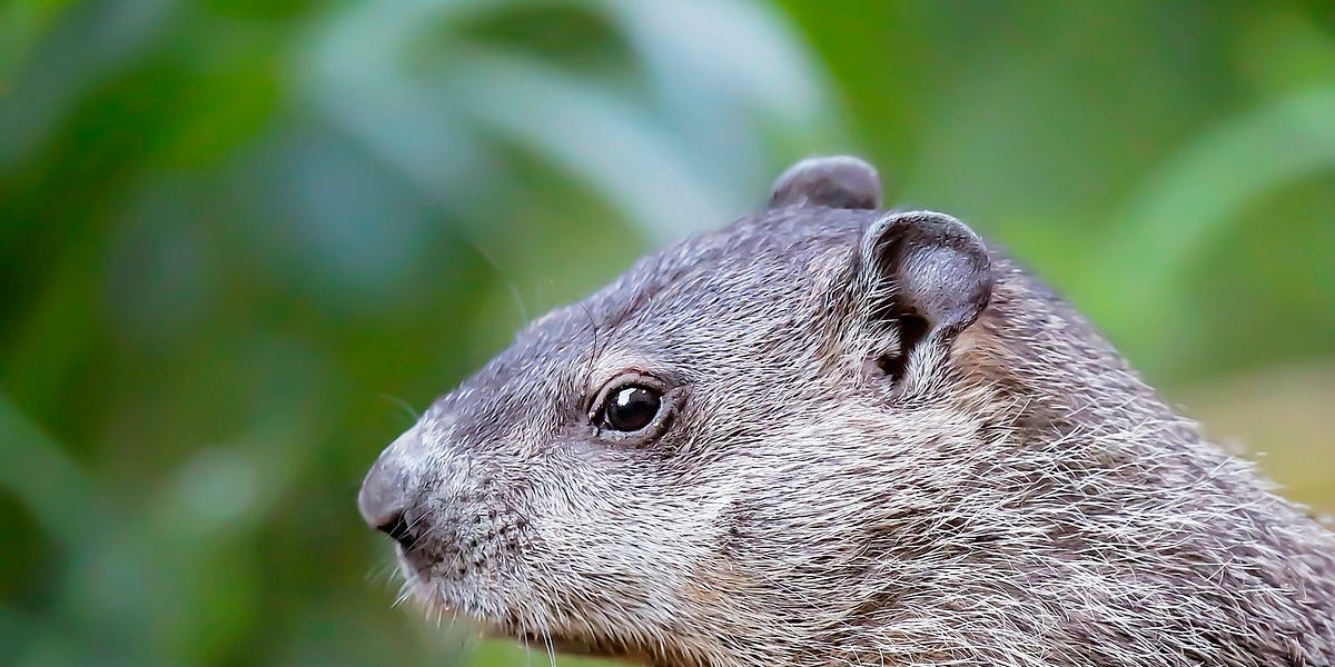 Groundhog Day - Howard Marler Museum Collection Notes