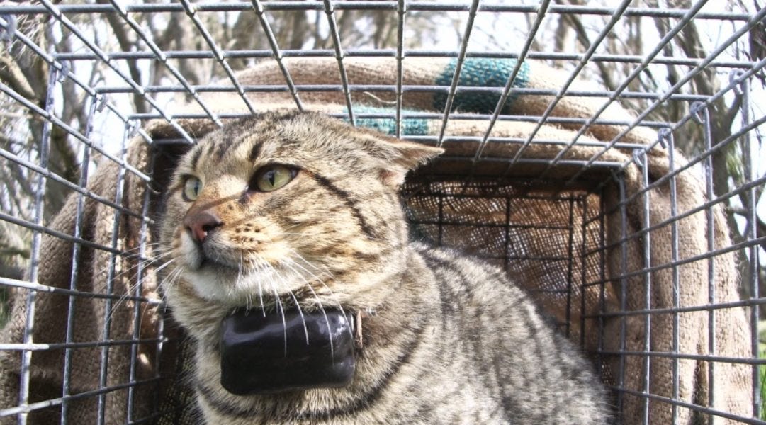 Carl's Rescue Cat - by Kirie Pedersen