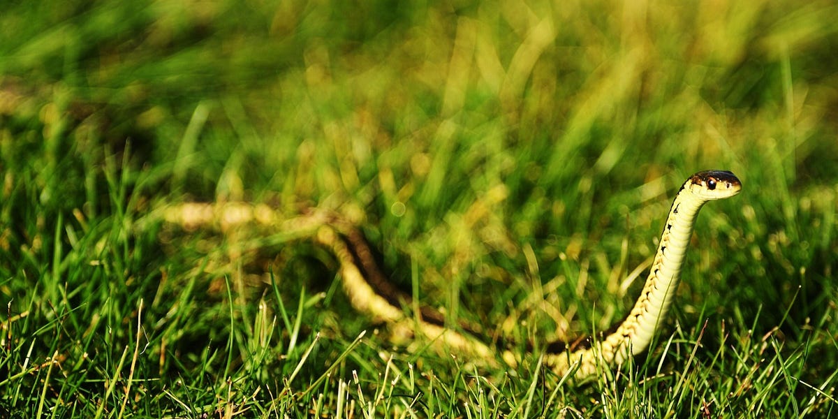 Snakes in the Grass - Classical Wisdom