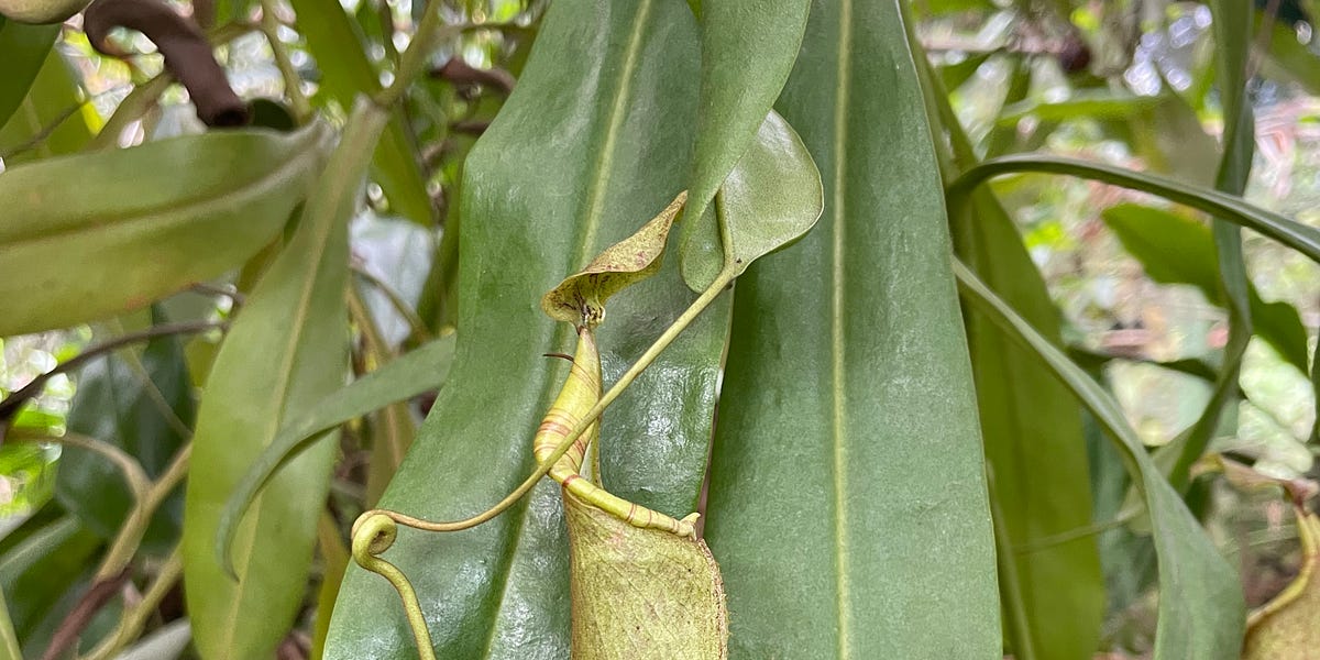 Botanical Gardens Second episode - angelapaine’s Substack