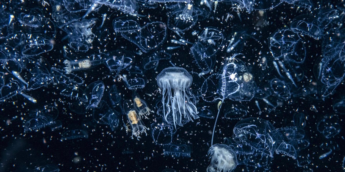 On Ignorance - by Lauren Levine - Lauren’s Substack