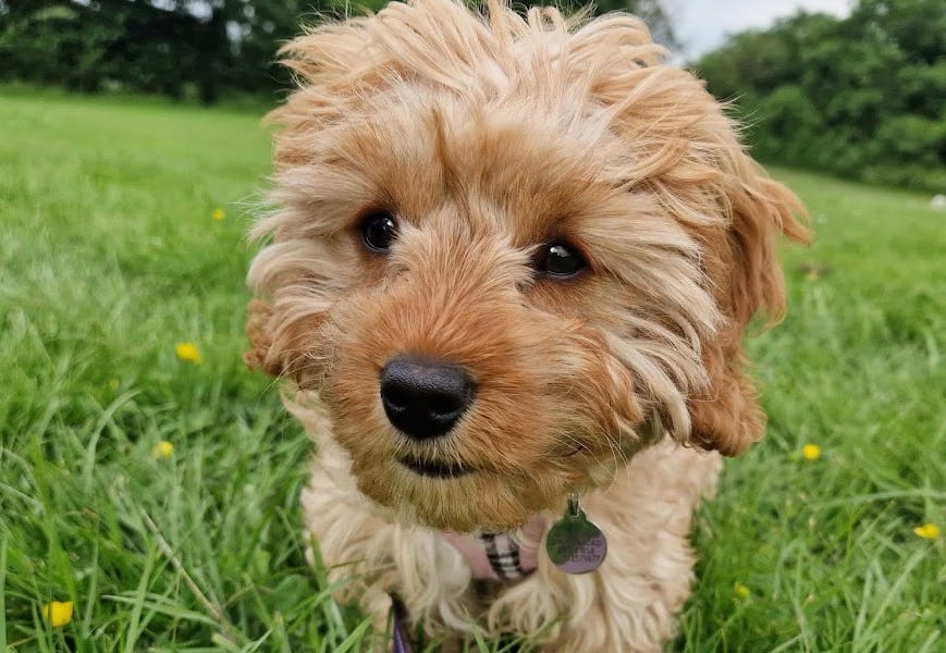 ARMA and AULP Conferences - by Tom Morgan - Tom’s Substack