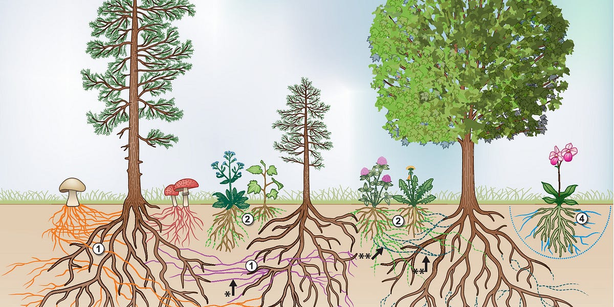 What's next 🍄 - by Cadence Bambenek - Hothouse