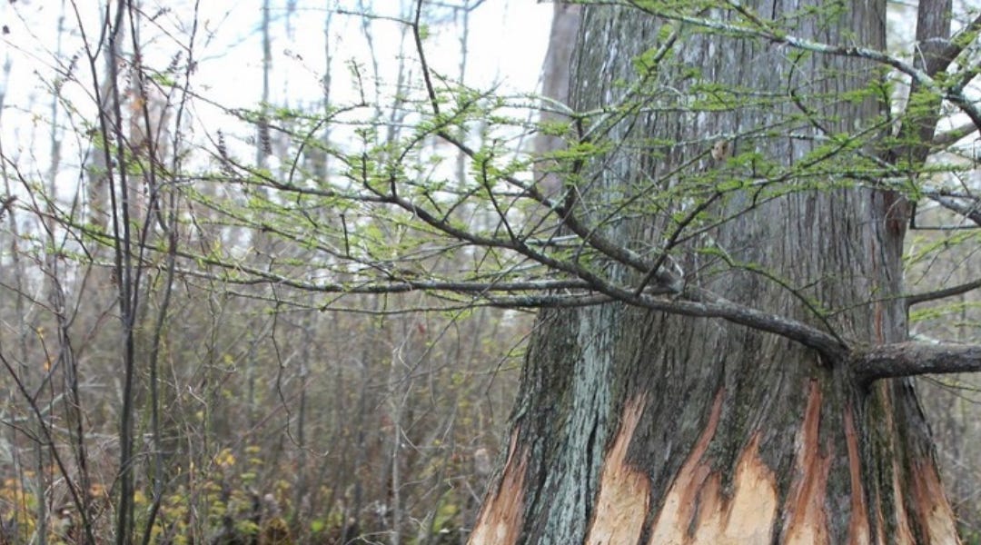 Cursed Timelines: The Clark's and Rogers’s [MM4.2 E23]