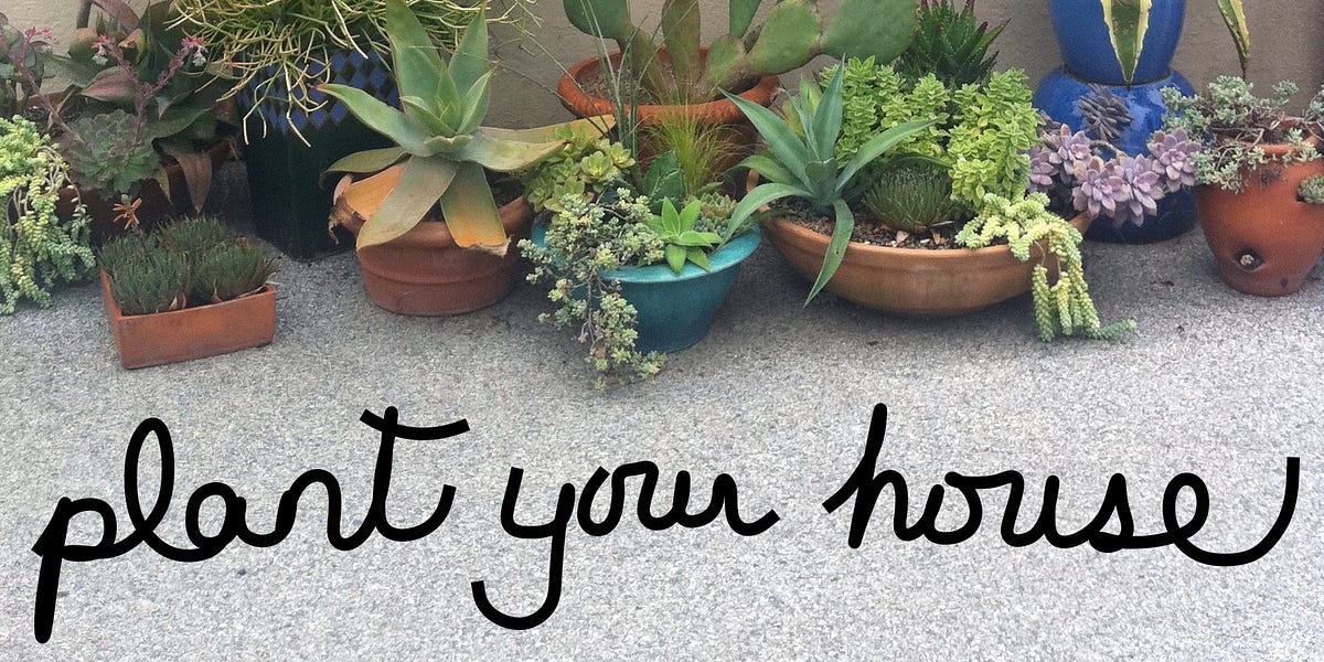Attention Houseplant Black Thumbs! - by Ailsa Francis Attention Houseplant Black Thumbs! - by Ailsa Francis