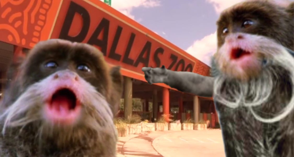Doritos Enjoyer Sought in Monkey-Related Dallas Zoo Crime