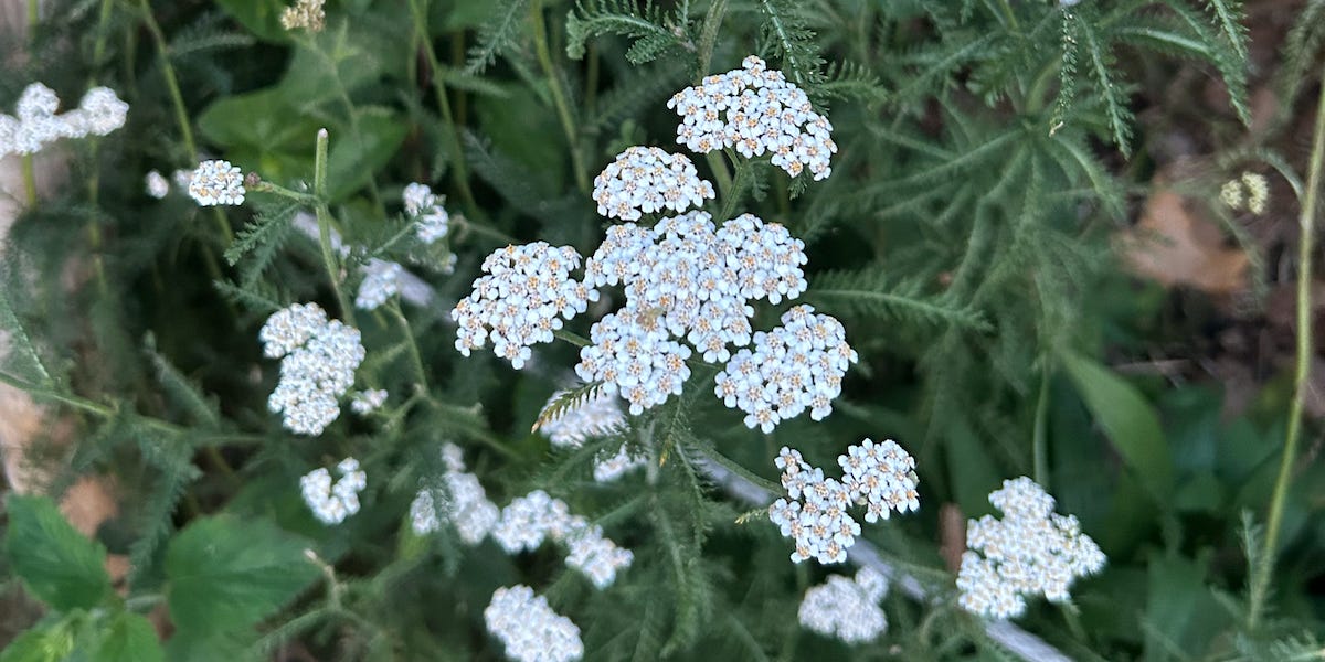 Observation #2: Common yarrow - yield guide