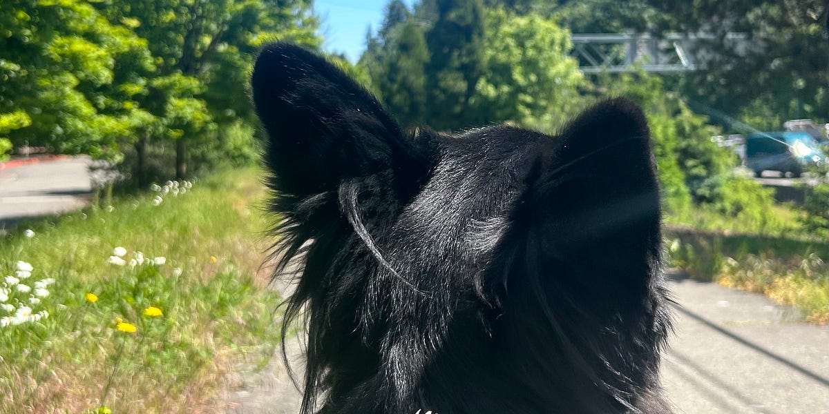 the dog mom - by Kyra Horton - Kyra’s Substack