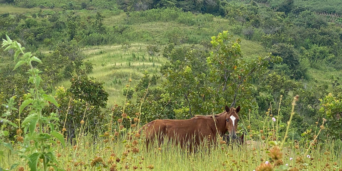 La historia del elefante - La Cazazen´s Substack