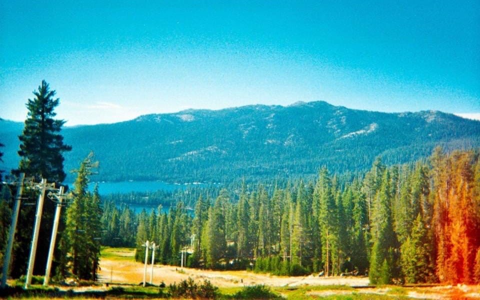 Sierra Summers - by Isabel Klee - Dogs & the City