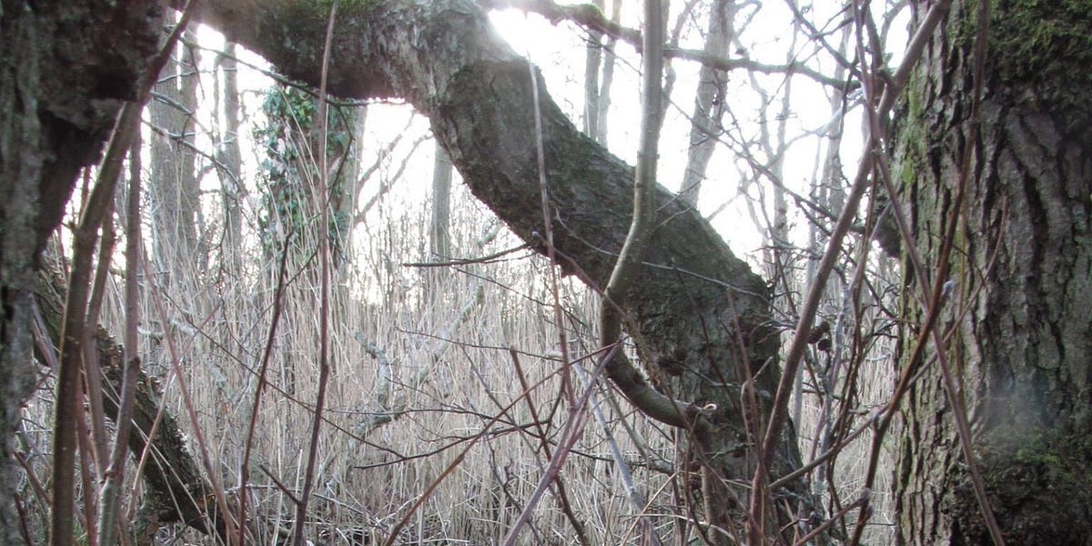 First Stirrings - by Imogen Ashwin - Bracken & Wrack