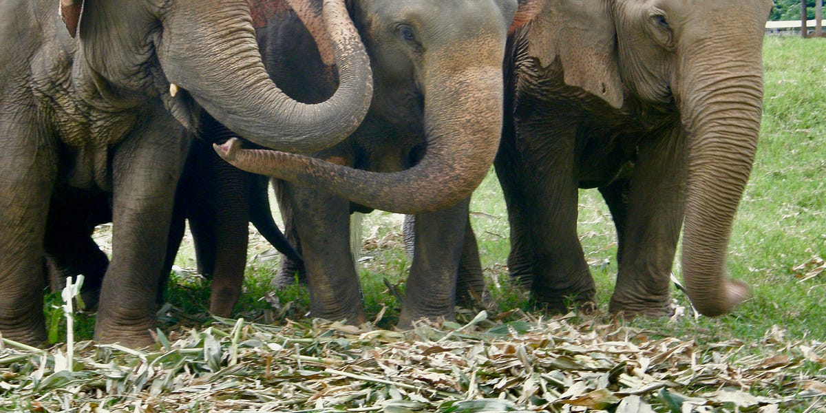 Simplicity - by Michael Sala - Poem of the Day