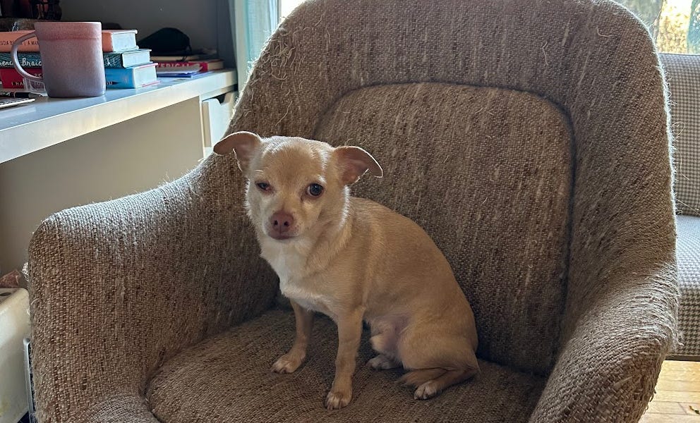 Cat destruction part 200/infinity