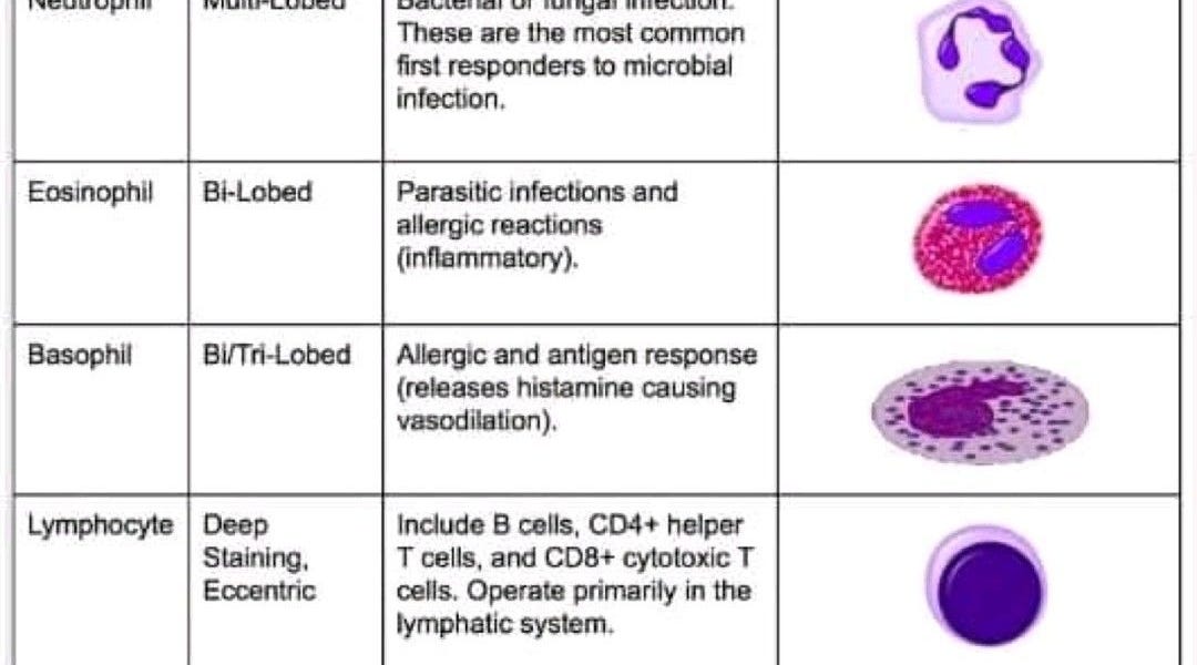 WBC MORPHOLOGY - by Bunane Sweke