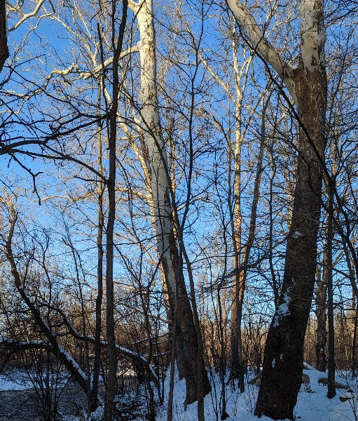 Pylons and bare maple trees - by Andrew Kooman