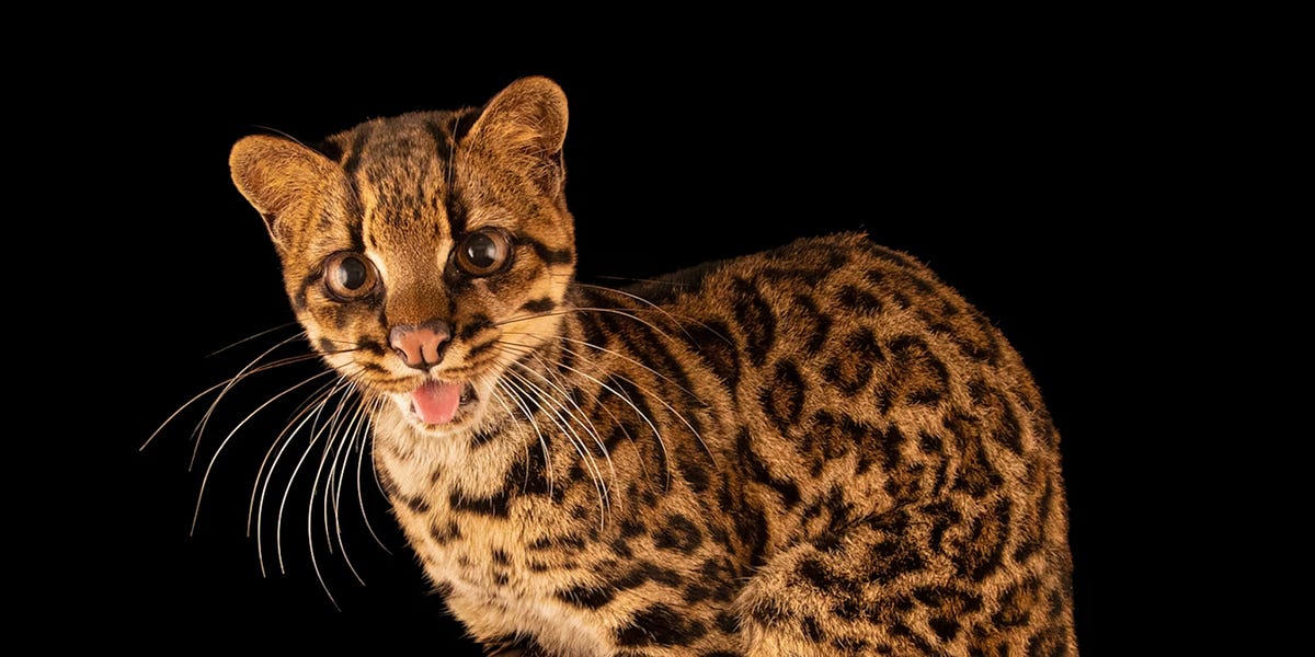 Meet the New Species of Tiger-Cat - by Jason Bittel