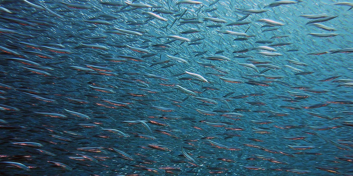 The Heavens Declare - God's Story in the Stars: Day 18- The Fish of ...