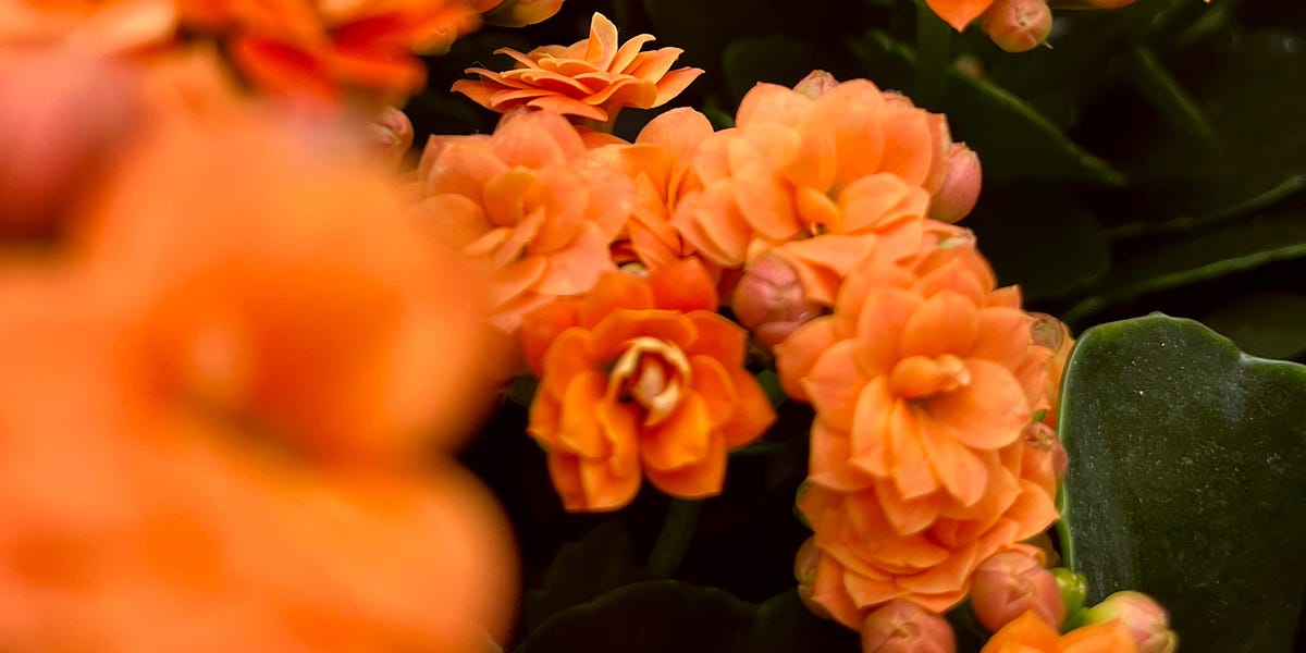 a love letter to liberation - by Nellie Rose Coffy