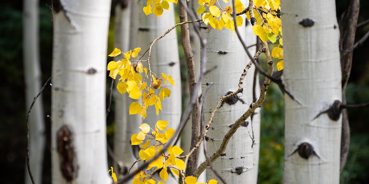 Beware The Devouring Mother - by Ingrid Kincaid