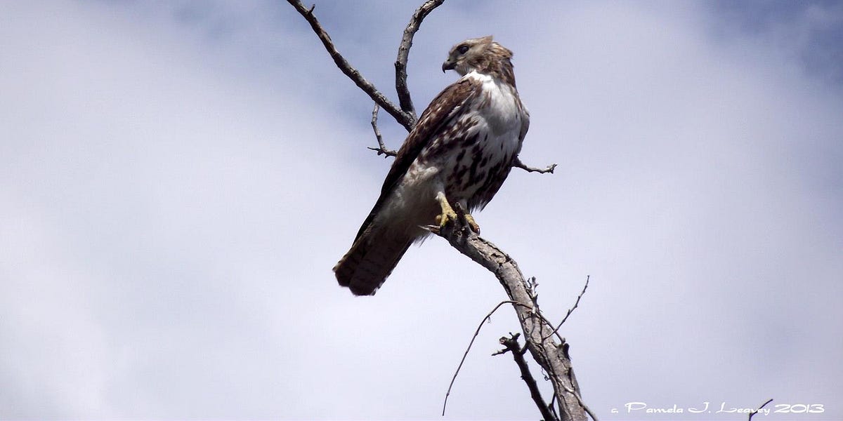 Poem of the Day: A Hawk Flew Into My Nest Today